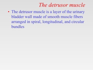 Urinary bladder anatomy, congenital anomalies.pptx