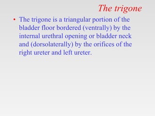 Urinary bladder anatomy, congenital anomalies.pptx