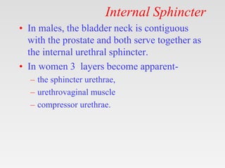 Urinary bladder anatomy, congenital anomalies.pptx