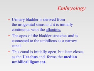Urinary bladder anatomy, congenital anomalies.pptx