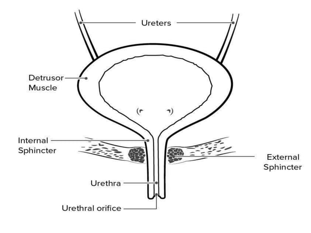 Urinary bladder anatomy, congenital anomalies.pptx