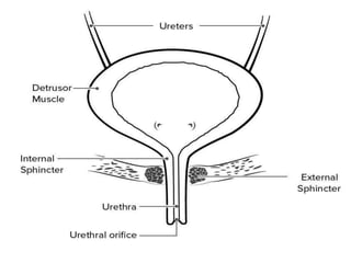 Female Bladder Diagram
