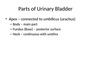 Urinary_Bladder_AnatomyPresentation.pptx
