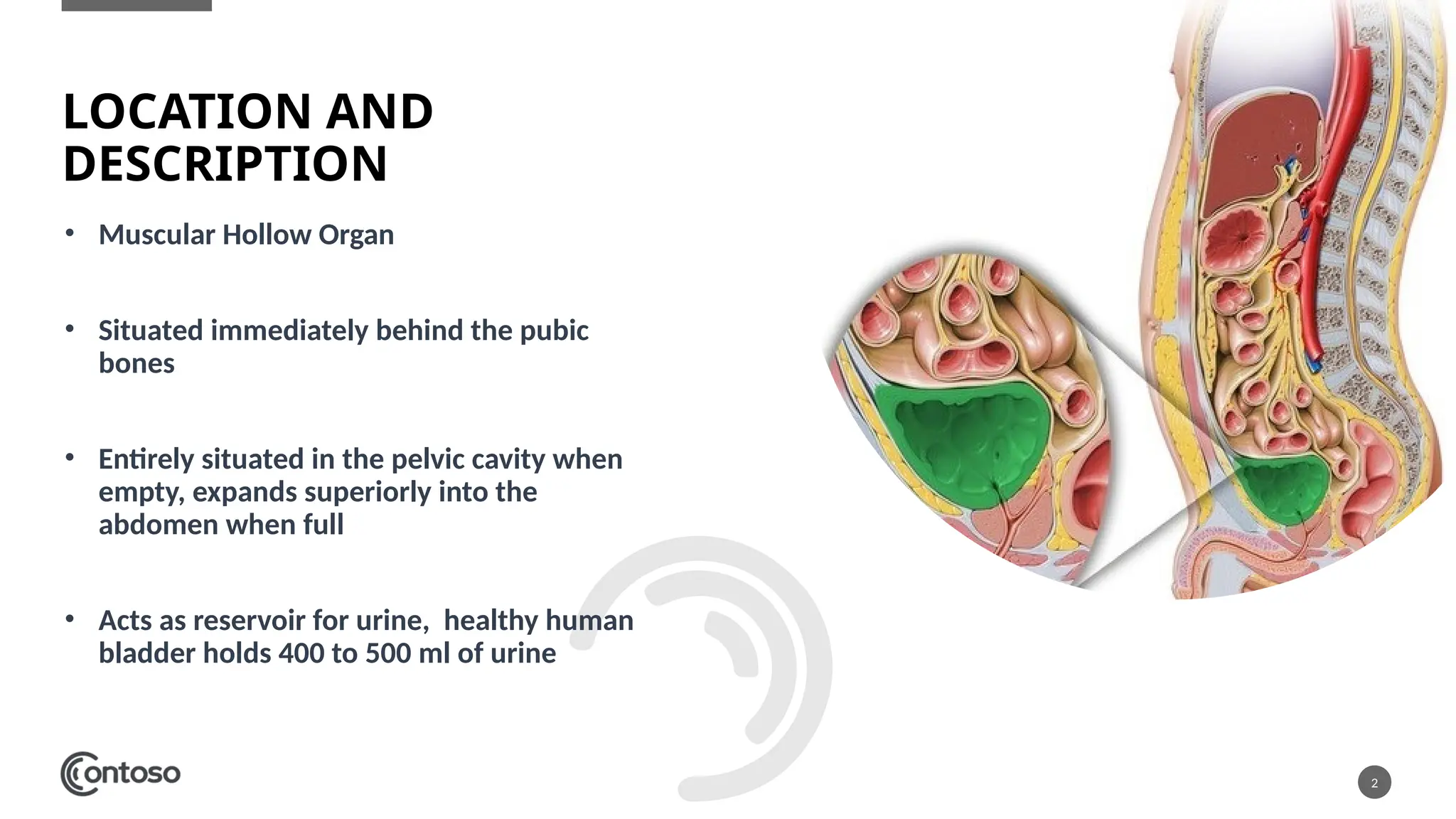 Urinary bladder and Prostate anatomy ppt.pptx