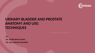 Urinary bladder and Prostate anatomy ppt.pptx
