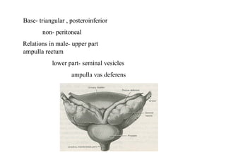 urinary bladder and ureter.pptx anatomy ll | PPT