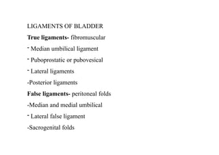 urinary bladder and ureter.pptx anatomy ll | PPT