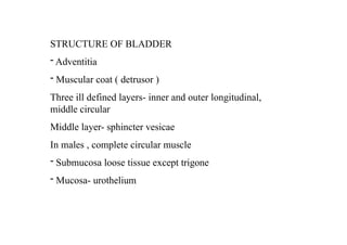 urinary bladder and ureter urology gynaecology medicine | PPTX