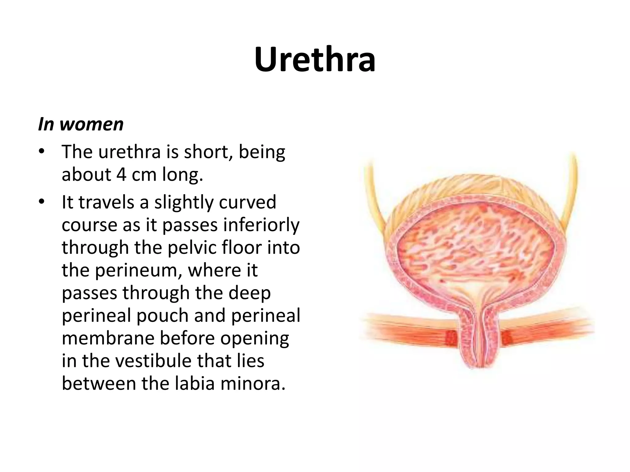 Urinary bladder and urethra | PPTX