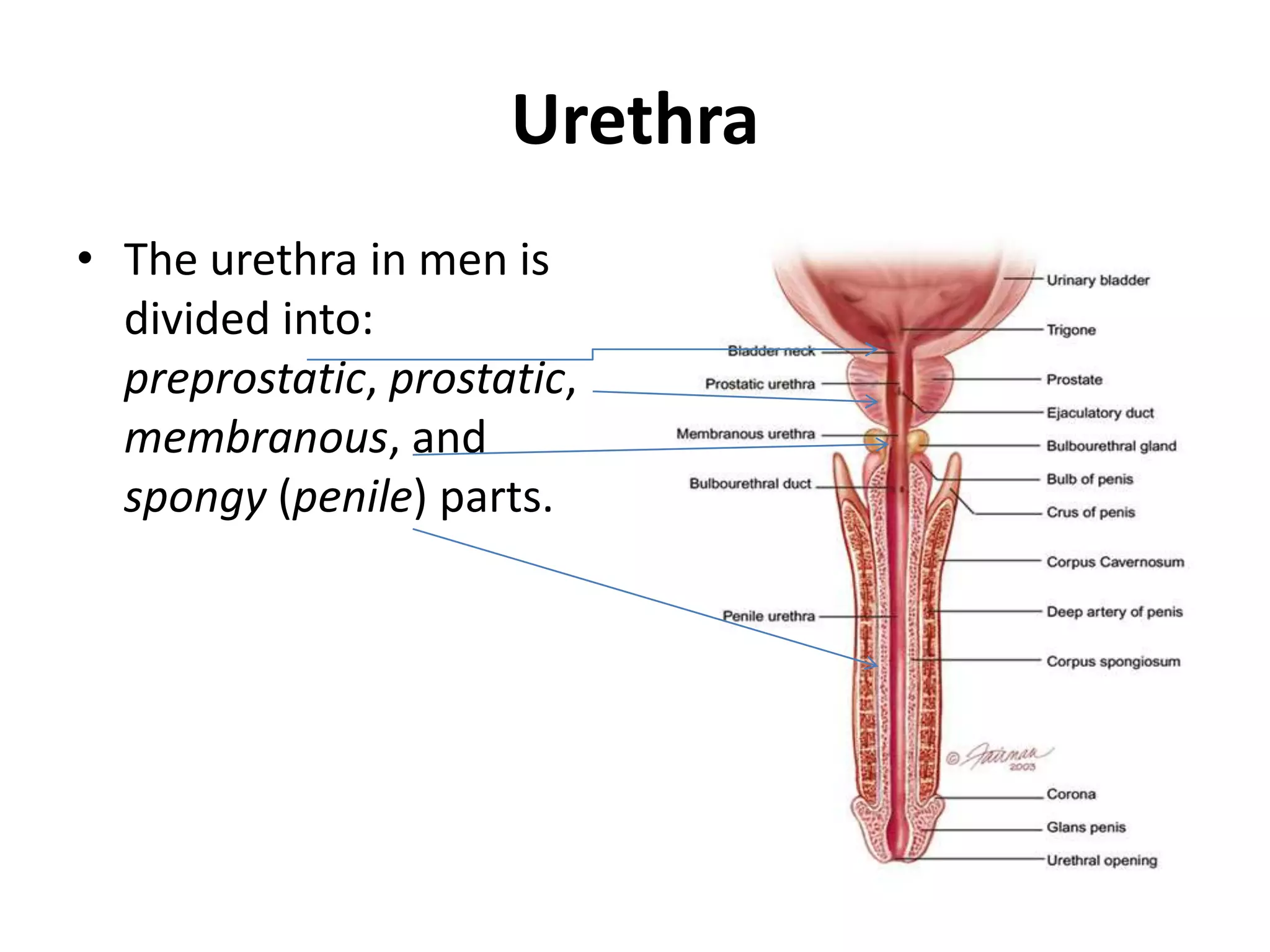 Urinary bladder and urethra | PPTX