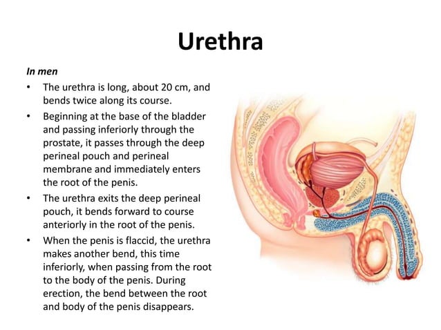Urinary bladder and urethra | PPTX