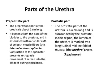 Urinary bladder and urethra | PPTX