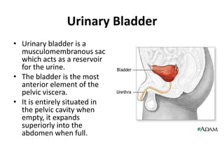 Urinary bladder and urethra | PPTX
