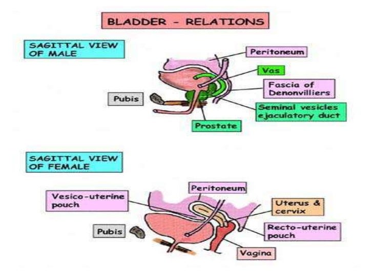 Urinary bladder and urethra