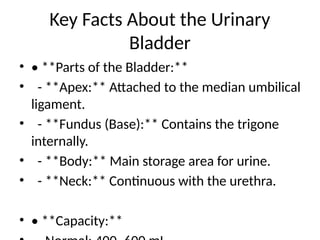 Urinary_Bladder_Detailed_Presentation.pptx