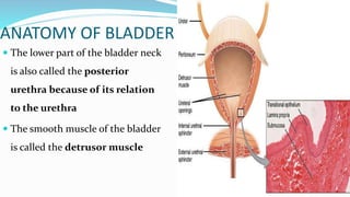 Urinary bladder dysfunction in neurosuregry | PPTX