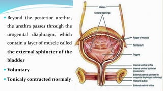 Urinary bladder dysfunction in neurosuregry | PPTX