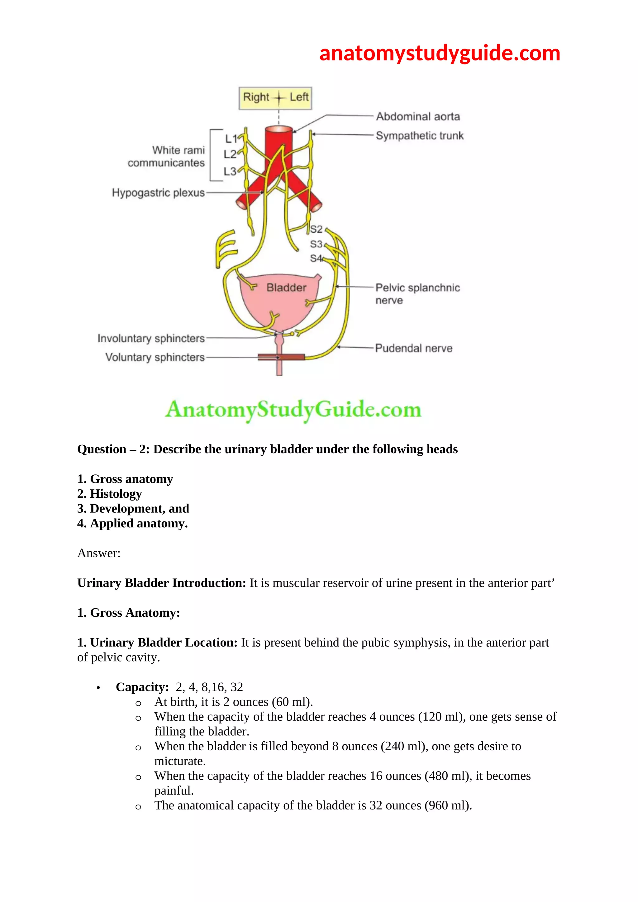 Urinary Bladder Female And Male | PDF