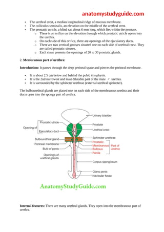 Urinary Bladder Female And Male | PDF
