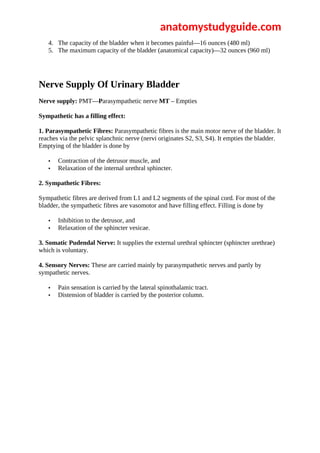 Urinary Bladder Female And Male | PDF