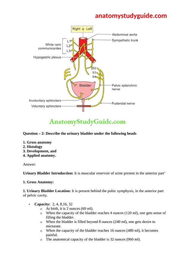 Urinary Bladder Female And Male | PDF