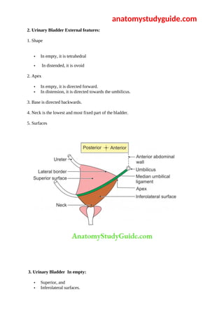 Urinary Bladder Female And Male | PDF