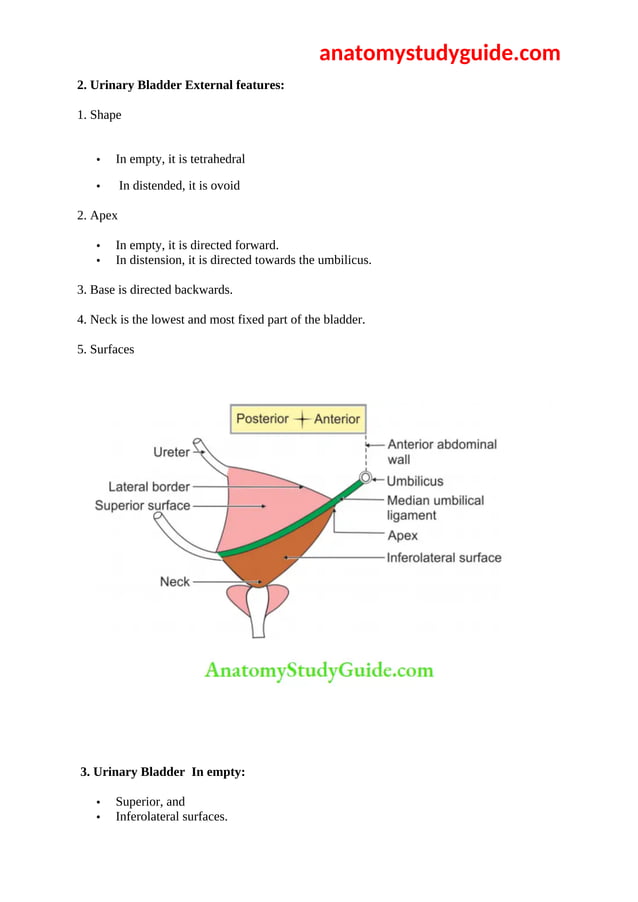 Urinary Bladder Female And Male | PDF