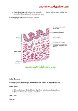 Urinary Bladder Female And Male | PDF