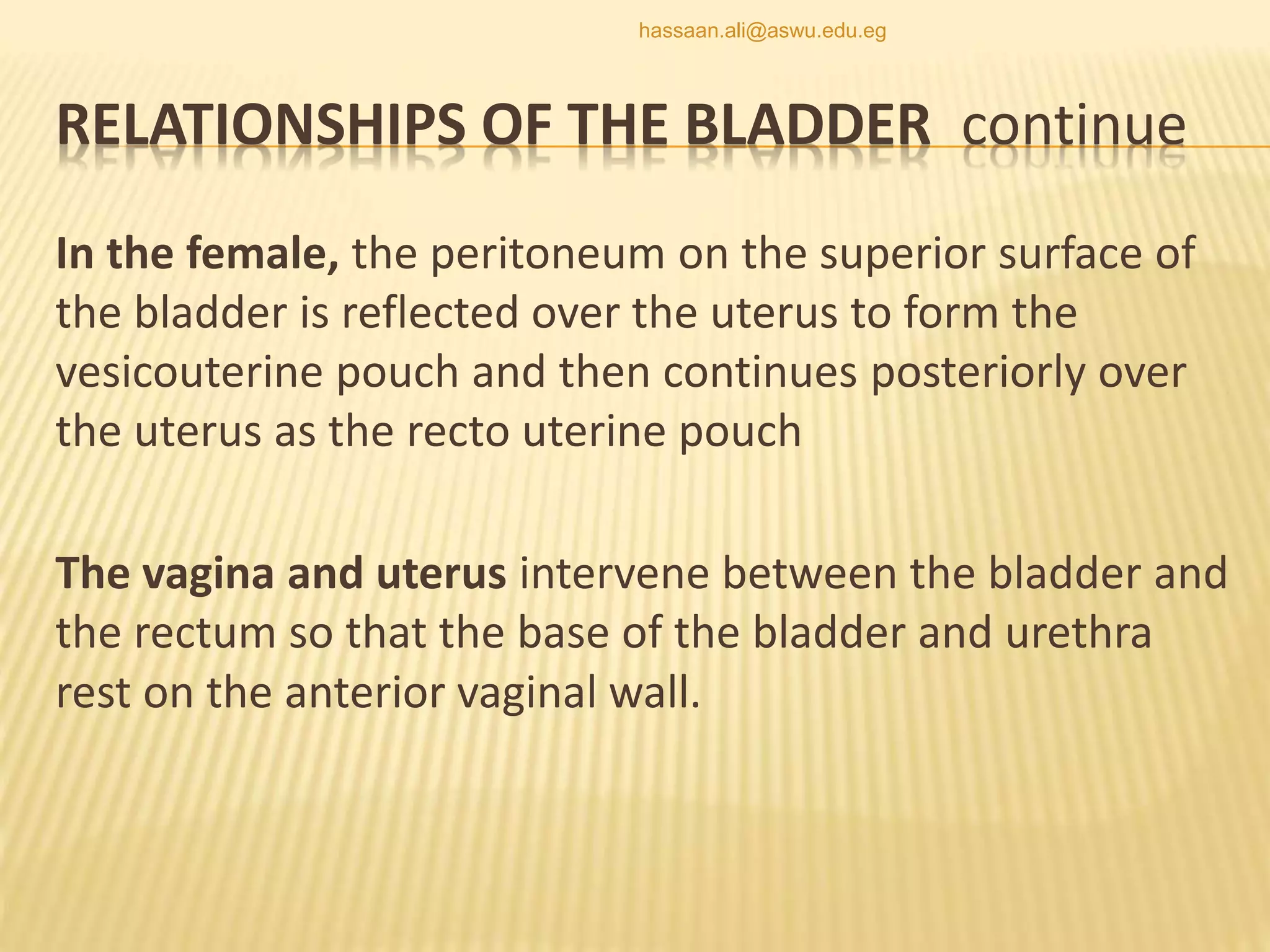 ANATOMY OF THE PELVIC URETER&URINARY BLADDER | PPTX