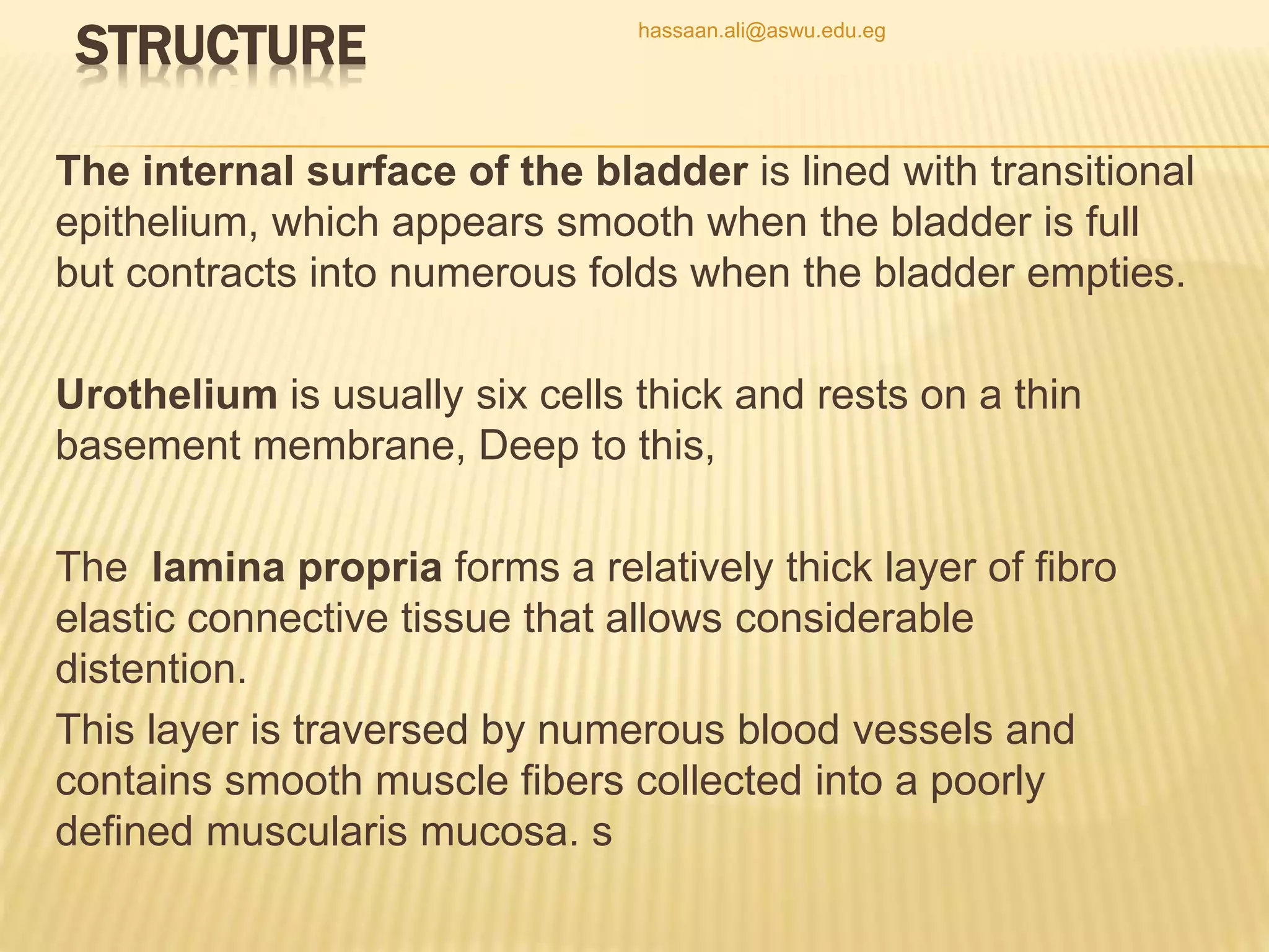 ANATOMY OF THE PELVIC URETER&URINARY BLADDER | PPTX