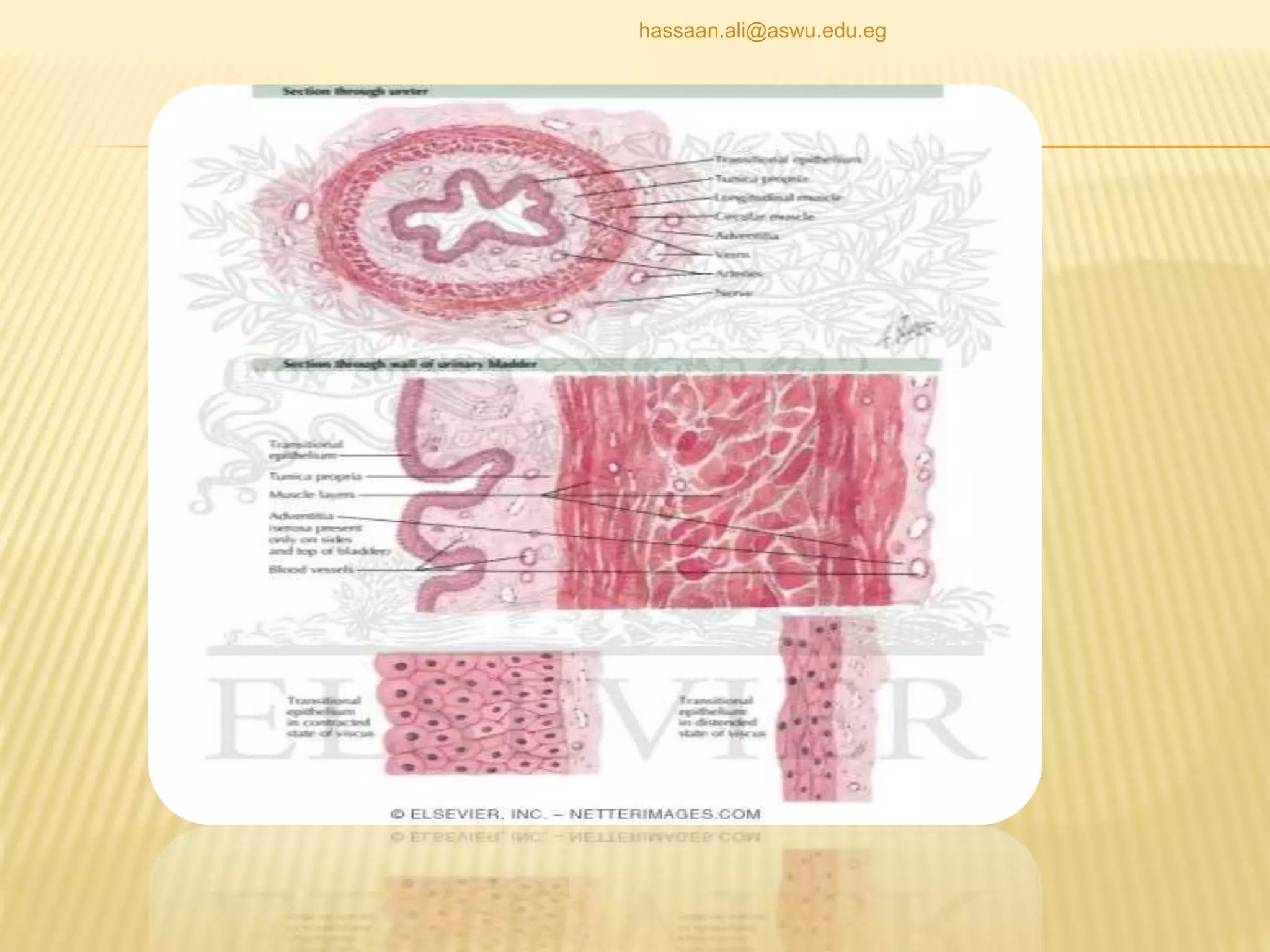 ANATOMY OF THE PELVIC URETER&URINARY BLADDER | PPTX