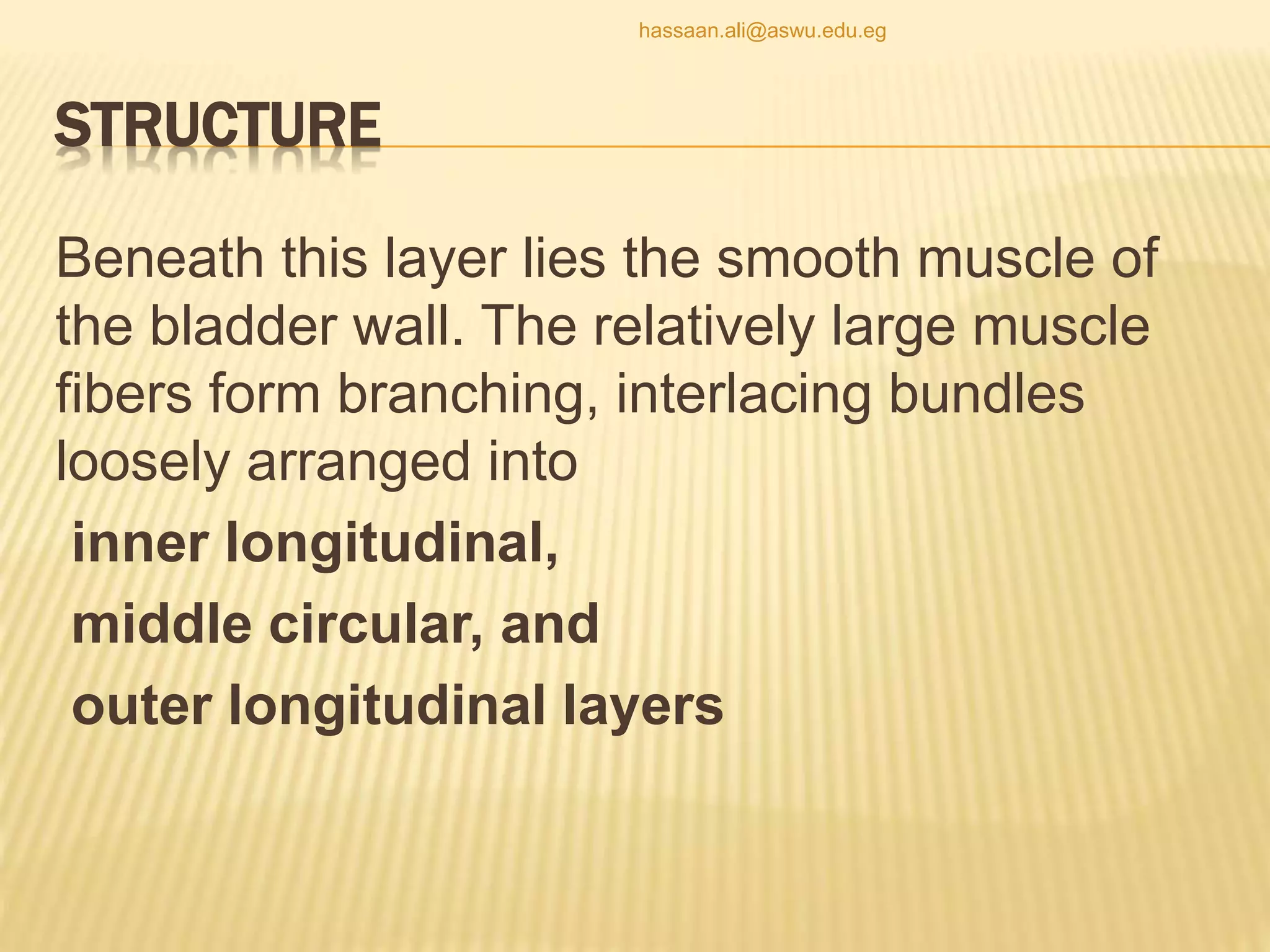 ANATOMY OF THE PELVIC URETER&URINARY BLADDER | PPTX