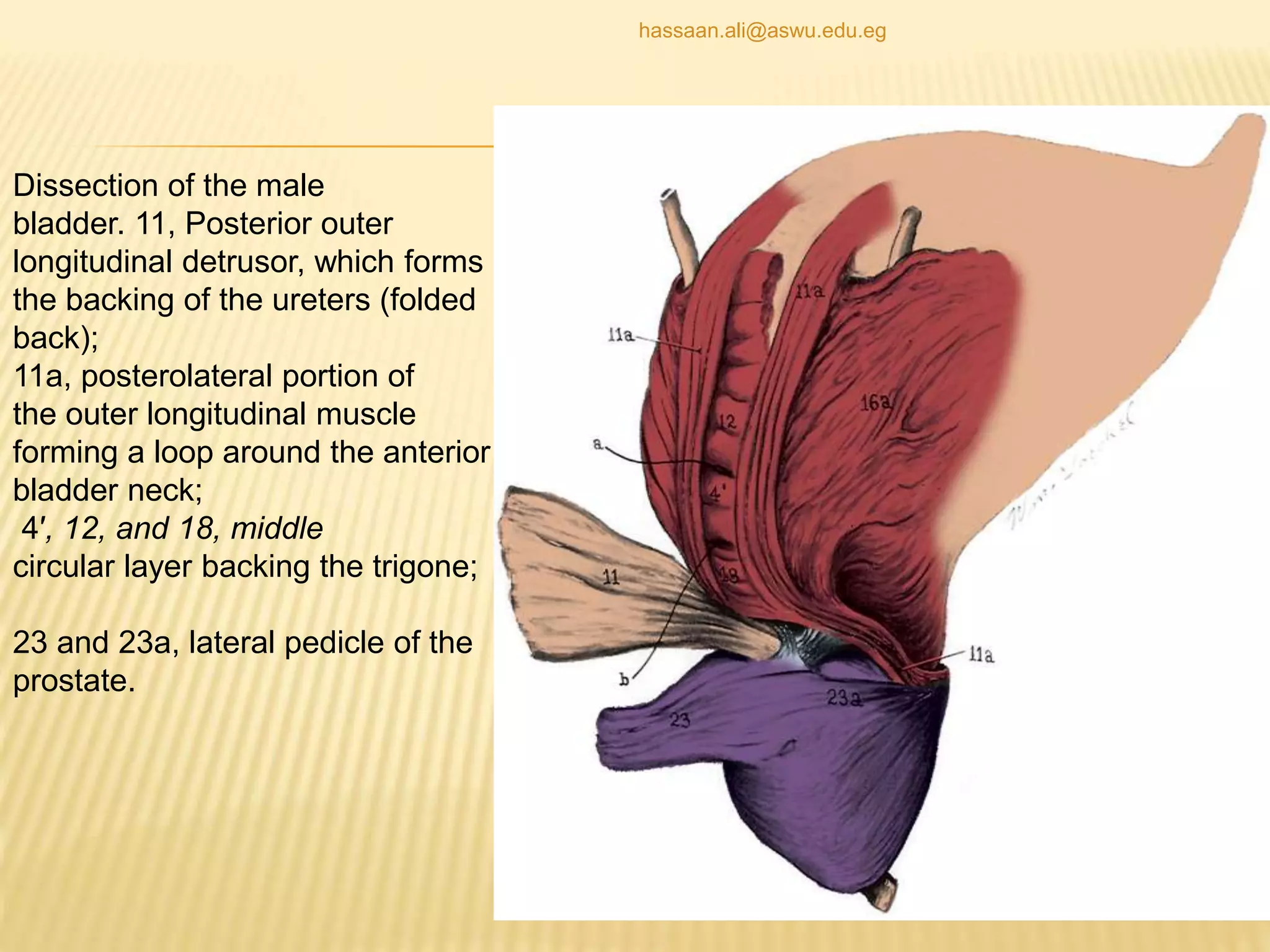 ANATOMY OF THE PELVIC URETER&URINARY BLADDER | PPTX