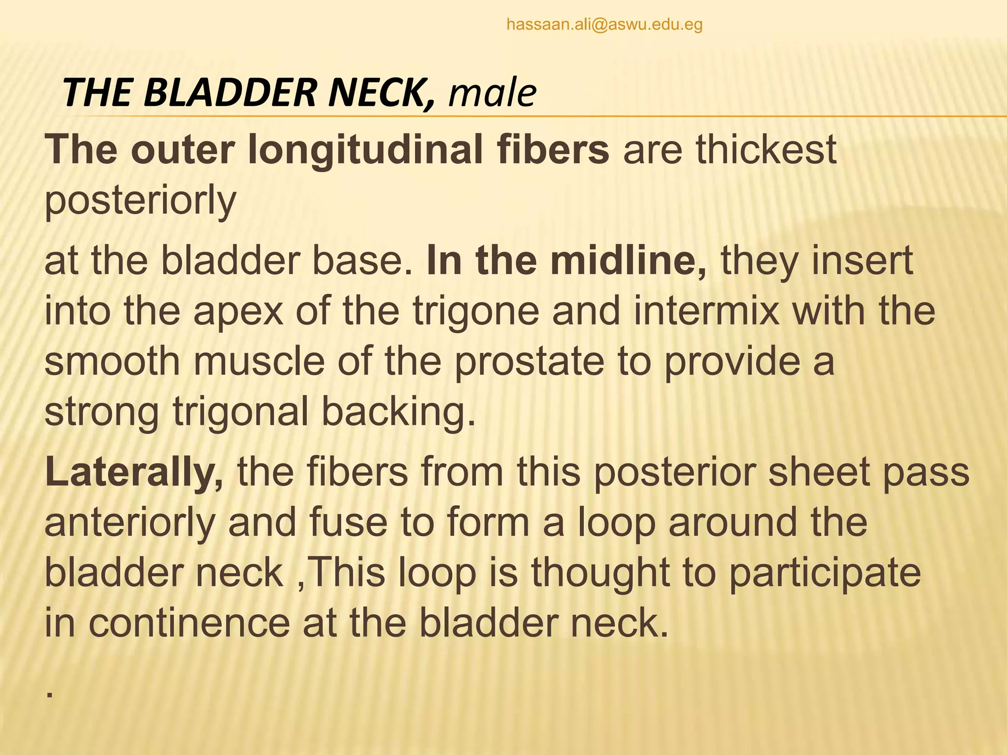 ANATOMY OF THE PELVIC URETER&URINARY BLADDER | PPTX