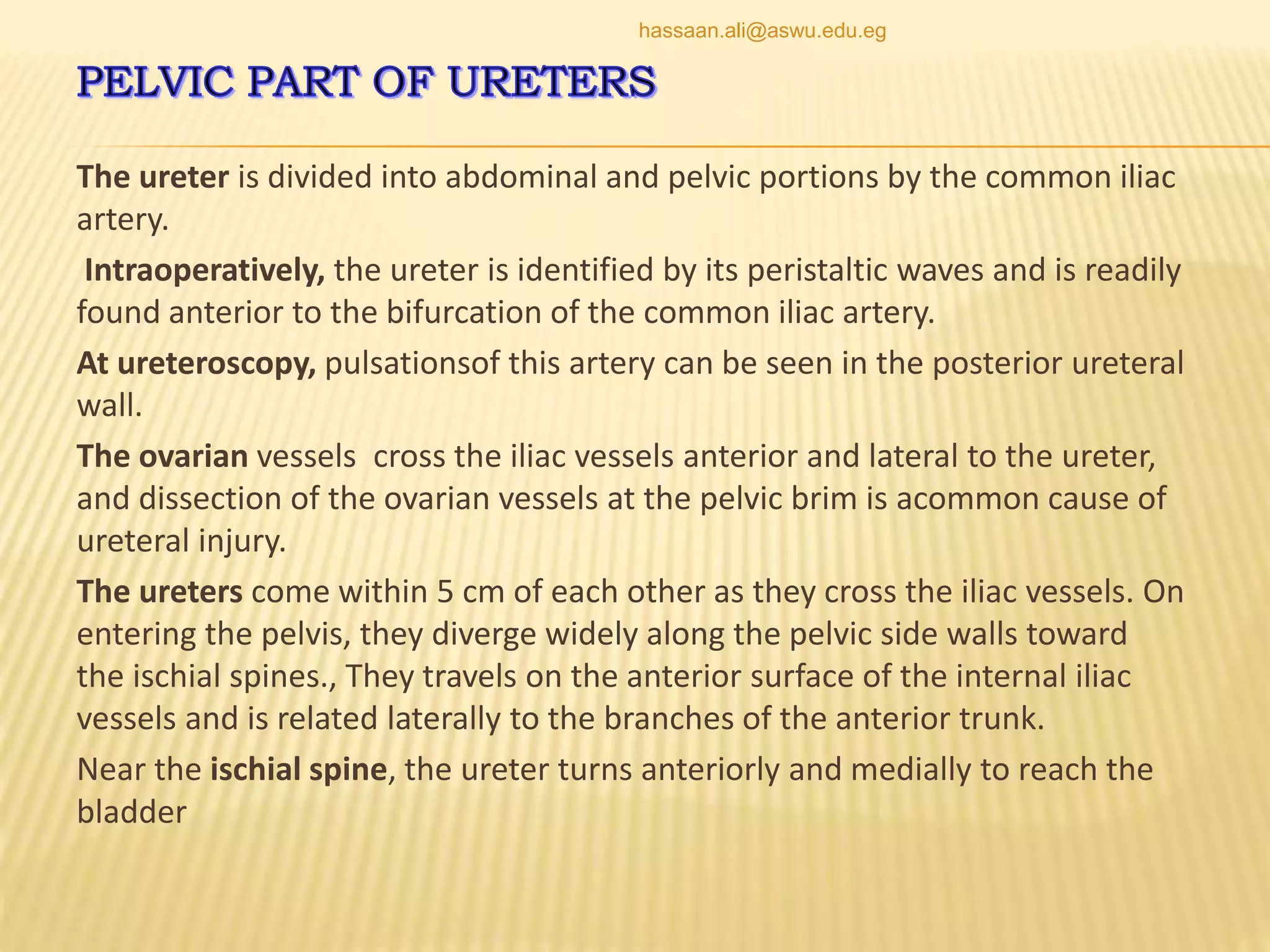 ANATOMY OF THE PELVIC URETER&URINARY BLADDER | PPTX