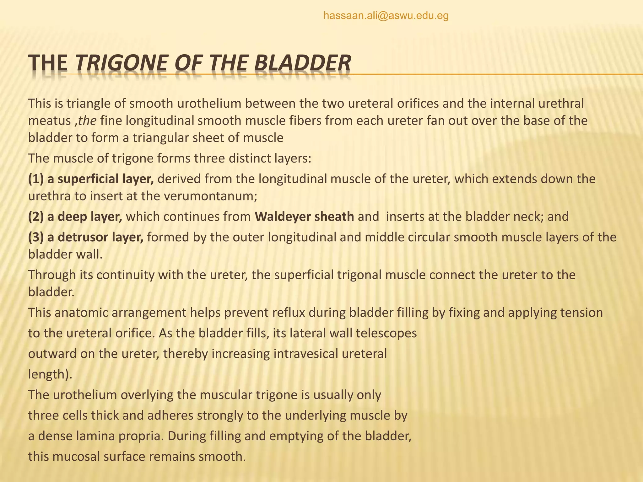 ANATOMY OF THE PELVIC URETER&URINARY BLADDER | PPTX