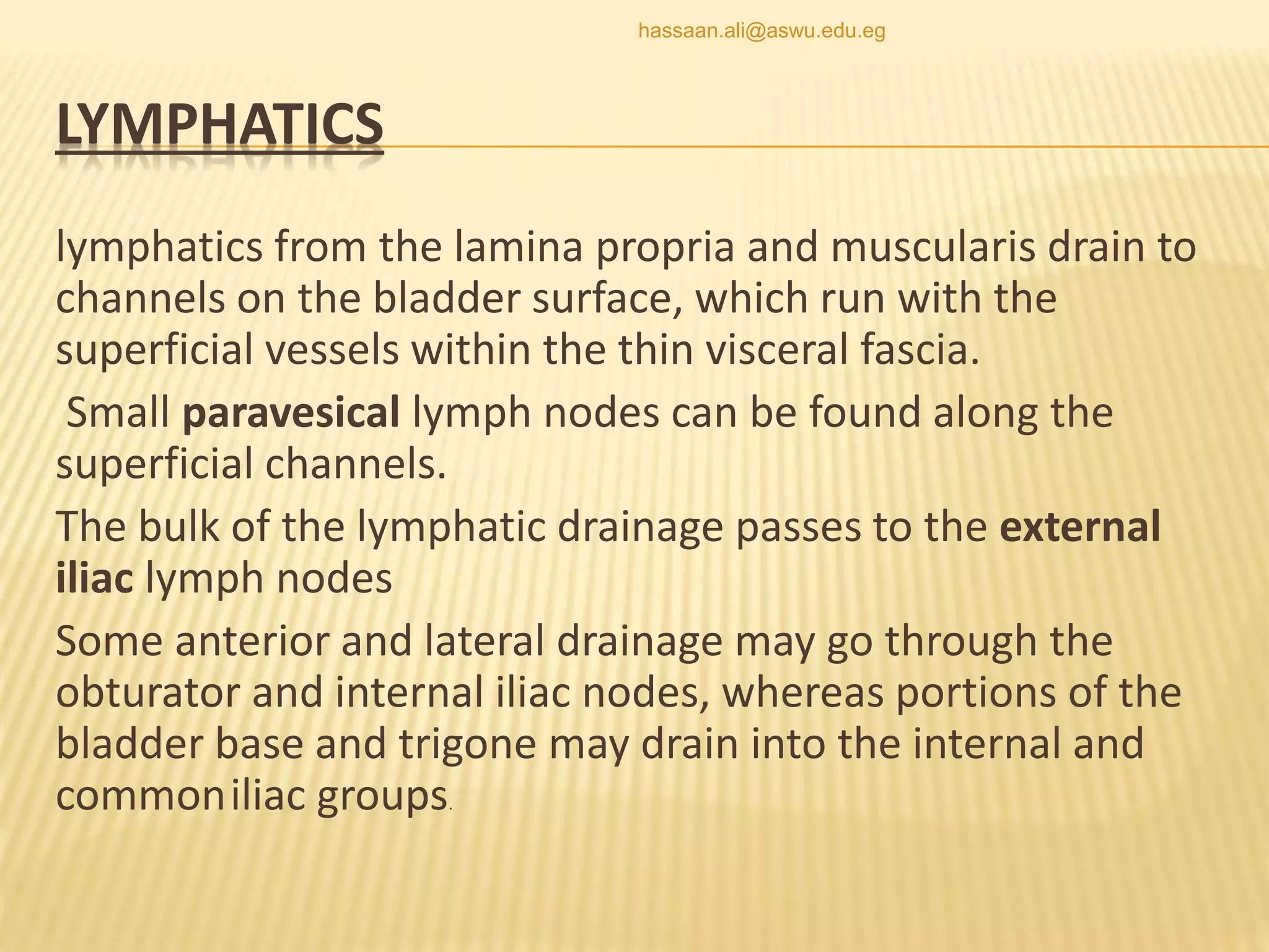 ANATOMY OF THE PELVIC URETER&URINARY BLADDER | PPT