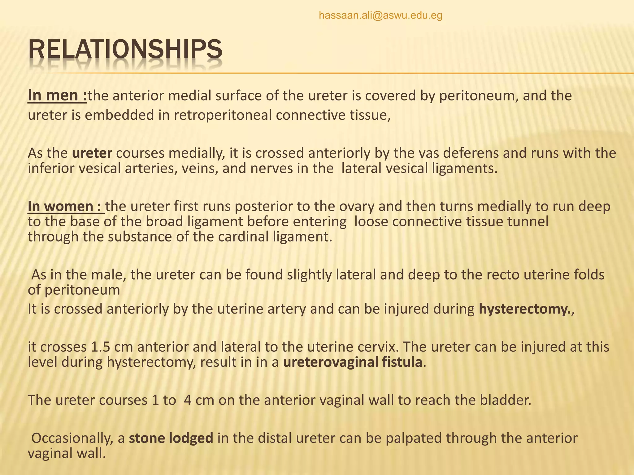 ANATOMY OF THE PELVIC URETER&URINARY BLADDER | PPTX