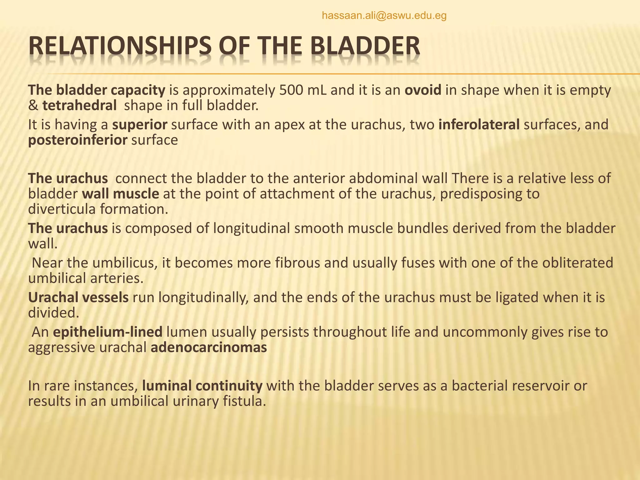 ANATOMY OF THE PELVIC URETER&URINARY BLADDER | PPTX