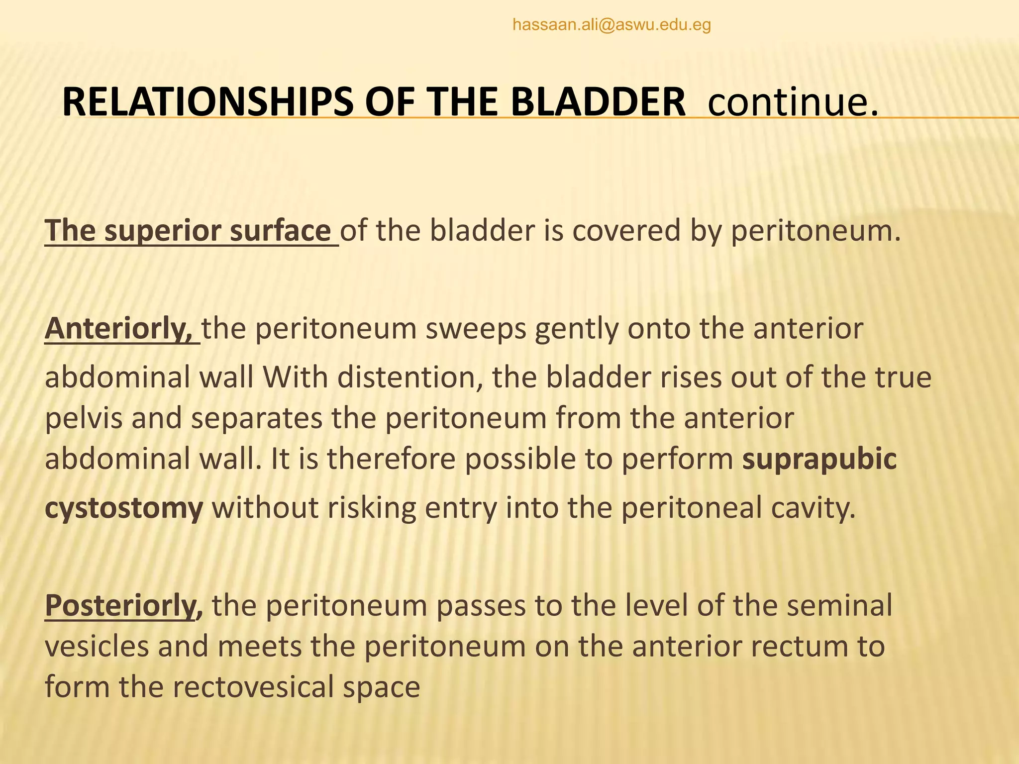 ANATOMY OF THE PELVIC URETER&URINARY BLADDER | PPT