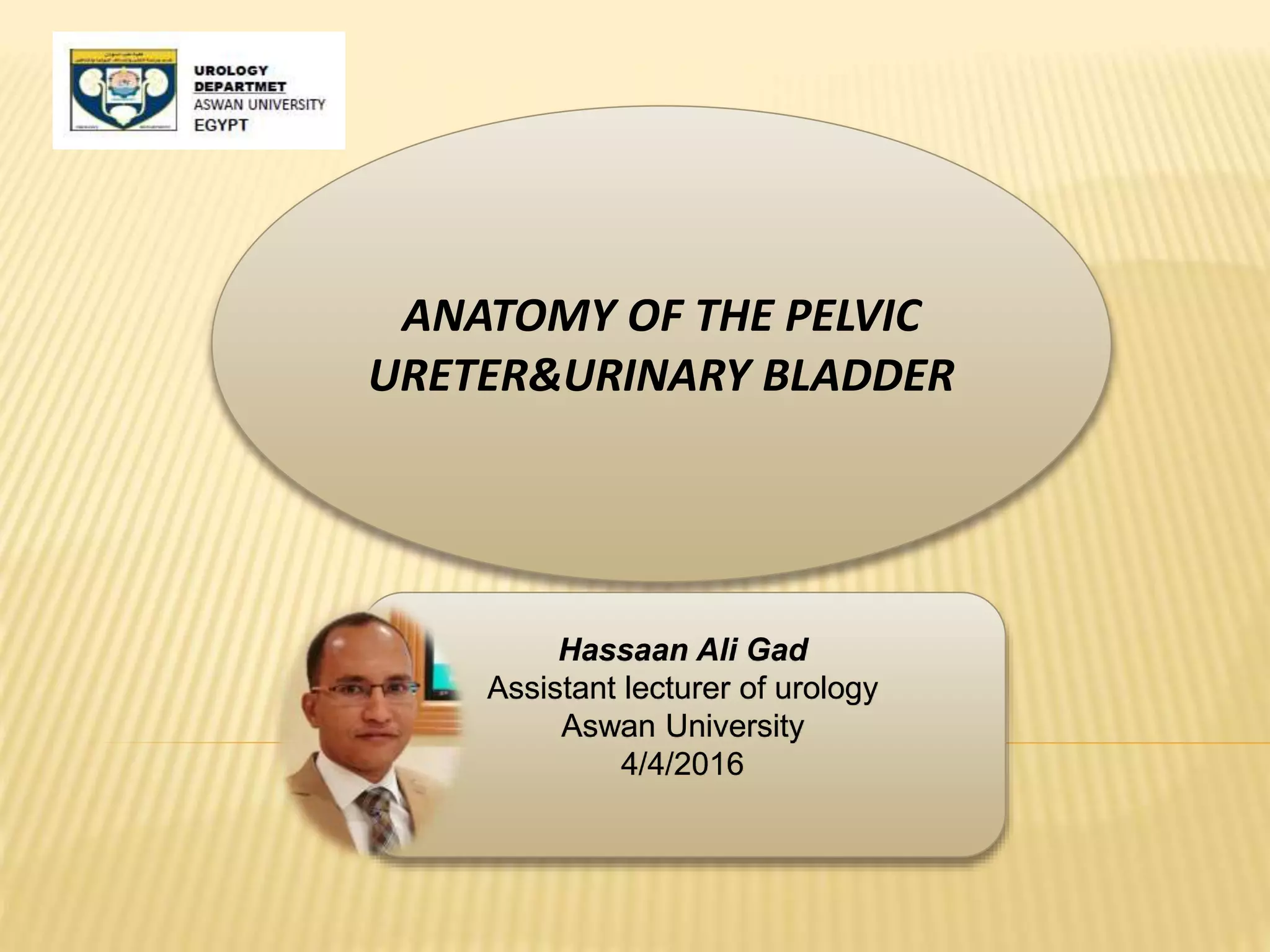 ANATOMY OF THE PELVIC URETER&URINARY BLADDER | PPT