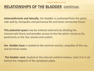 ANATOMY OF THE PELVIC URETER&URINARY BLADDER | PPT