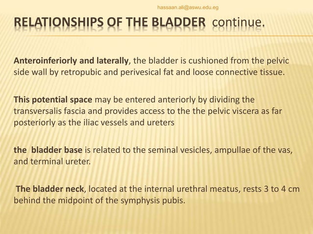 ANATOMY OF THE PELVIC URETER&URINARY BLADDER | PPT