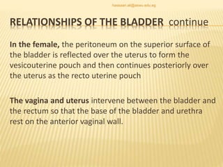 ANATOMY OF THE PELVIC URETER&URINARY BLADDER | PPT