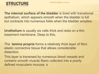ANATOMY OF THE PELVIC URETER&URINARY BLADDER | PPT