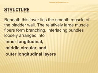 ANATOMY OF THE PELVIC URETER&URINARY BLADDER | PPTX