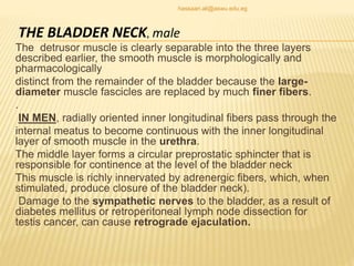 ANATOMY OF THE PELVIC URETER&URINARY BLADDER | PPT