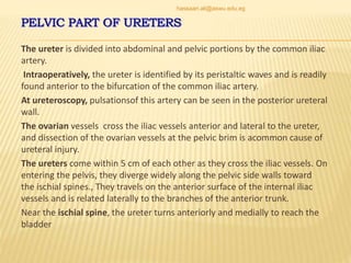 ANATOMY OF THE PELVIC URETER&URINARY BLADDER | PPT