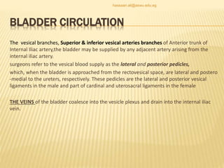 ANATOMY OF THE PELVIC URETER&URINARY BLADDER | PPT