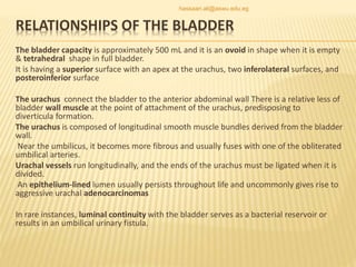 ANATOMY OF THE PELVIC URETER&URINARY BLADDER | PPT